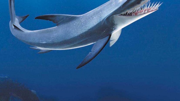 Alla ricerca di nemo 3D: Bruto, Fiocco e Randa | CineZapping